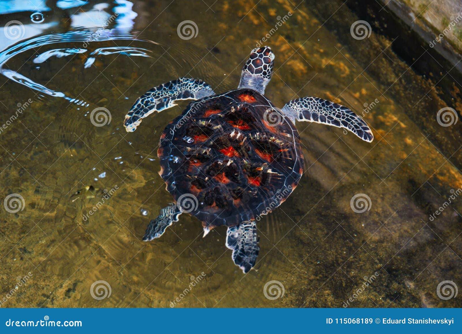 Giant Rare Turtle with Red Dot Shield in the Water Stock Image - Image ...
