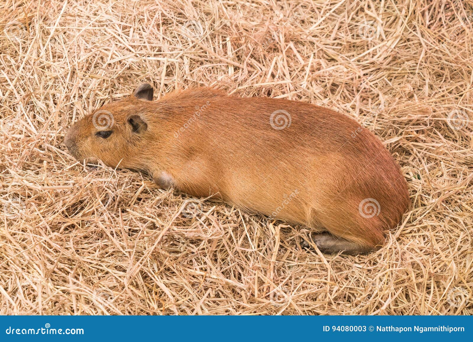 Giant Rat or Capybara stock image. Image of south, giant - 94080003
