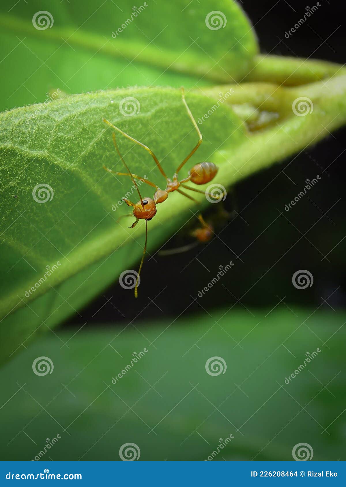 Giant Red Ant Climbing Leaf Stock Photo - Image of grass, nature: 226208464