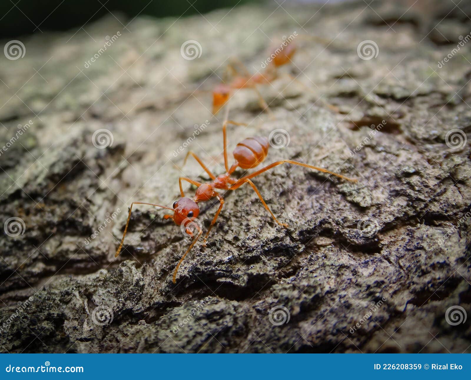 Giant red ant on a tree stock image. Image of tree, branch - 226208359