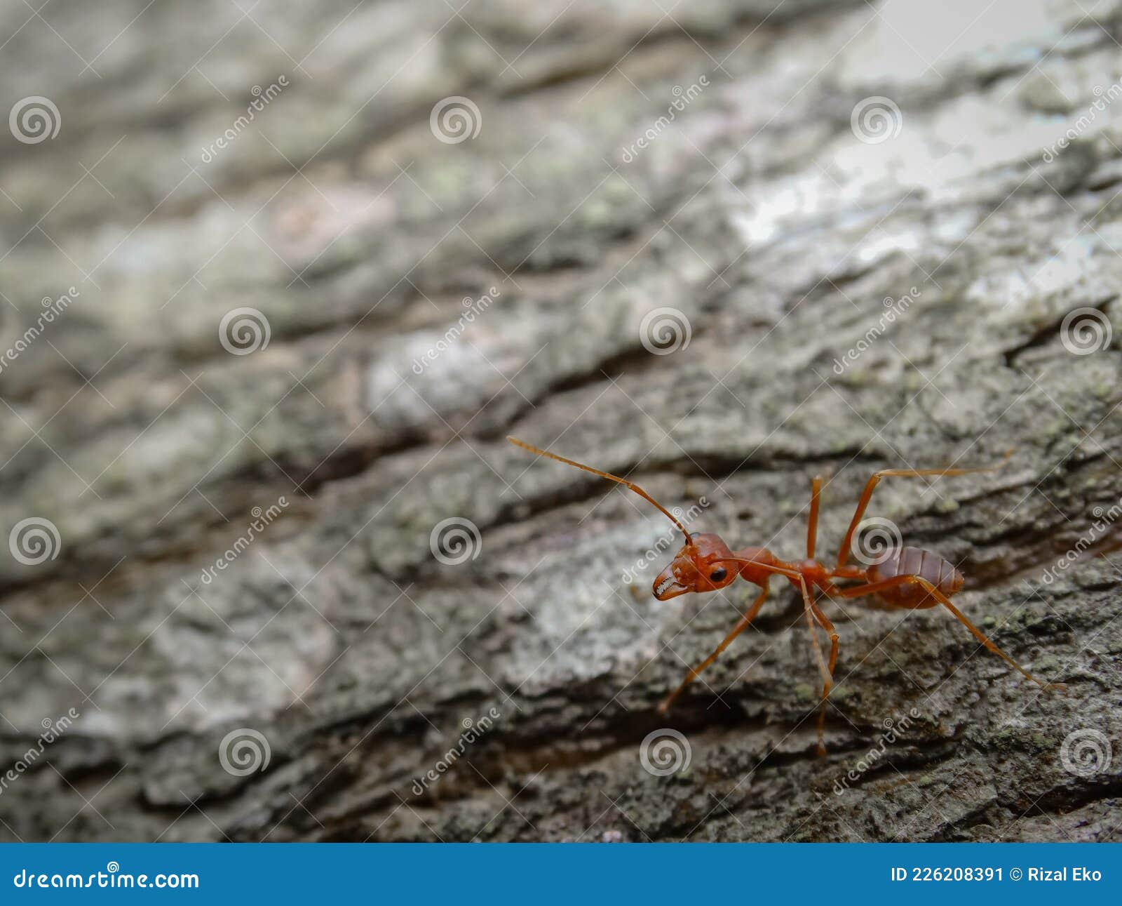 Giant red ant on a tree stock image. Image of invertebrate - 226208391