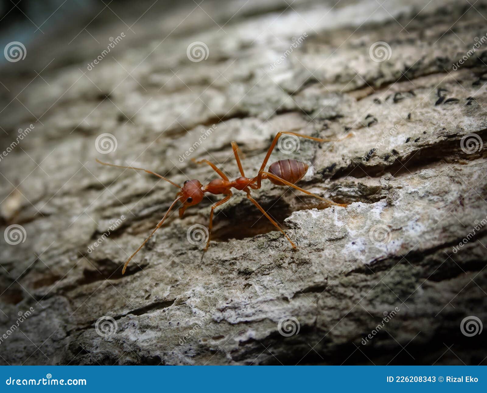 Giant red ant on a tree stock image. Image of pest, rock - 226208343