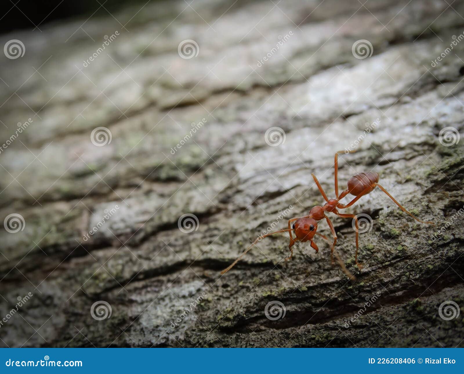 Giant red ant on a tree stock photo. Image of animal - 226208406