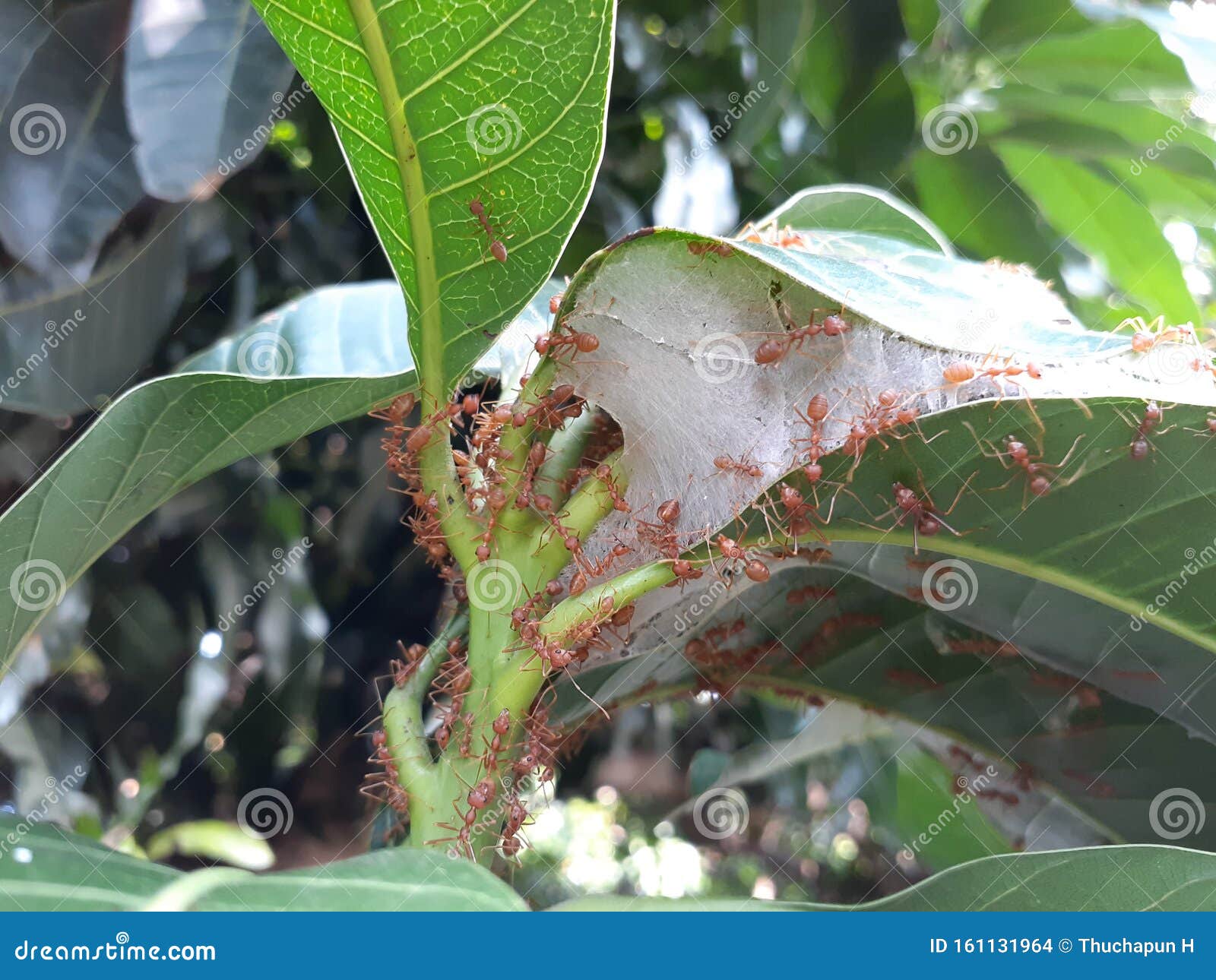 Ants Colony Above On Green Leaves Baclground Stock Photo ...