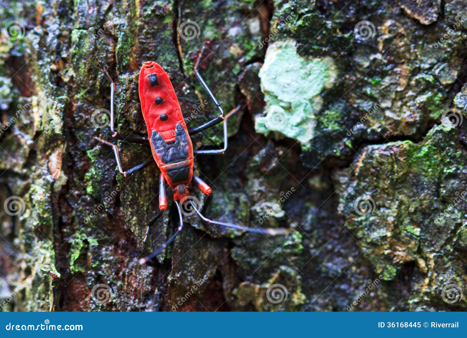 Giant red bug stock image. Image of creature, macro, biology - 36168445