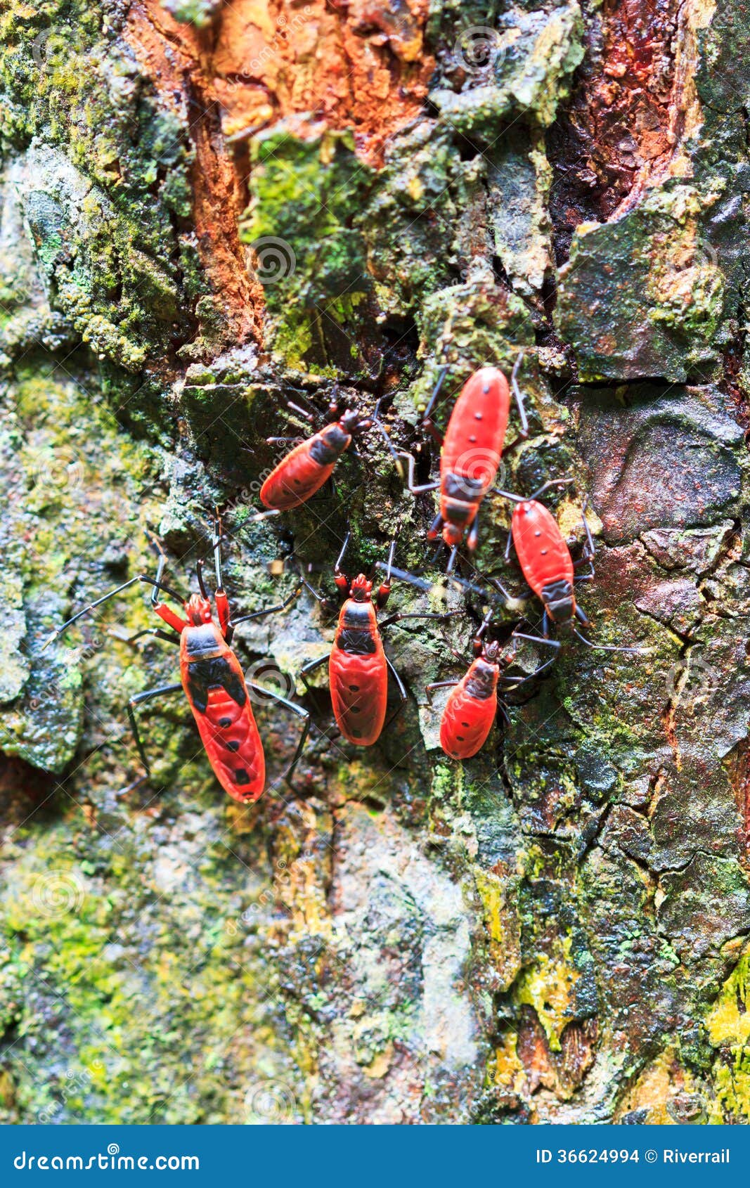 Red Giant Bugs