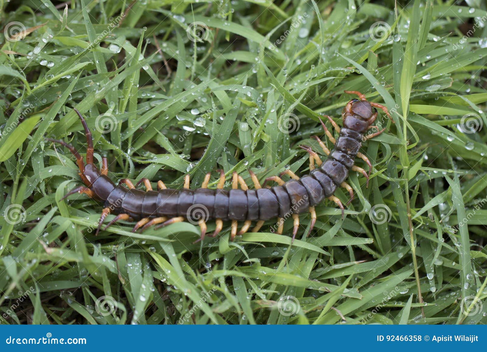 The Giant Red Centipede Dangerous in the Garden. Stock Photo - Image of ...