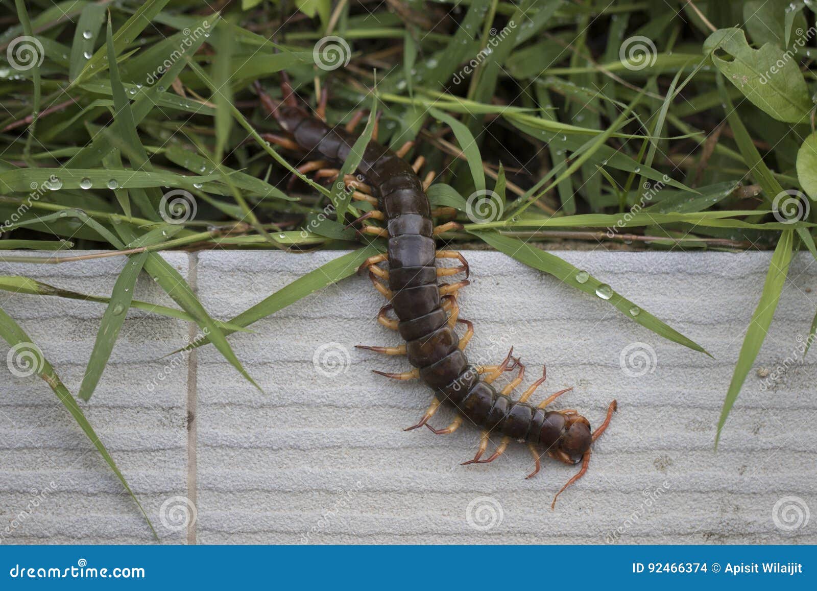 The Giant Red Centipede Dangerous in the Garden. Stock Photo - Image of ...