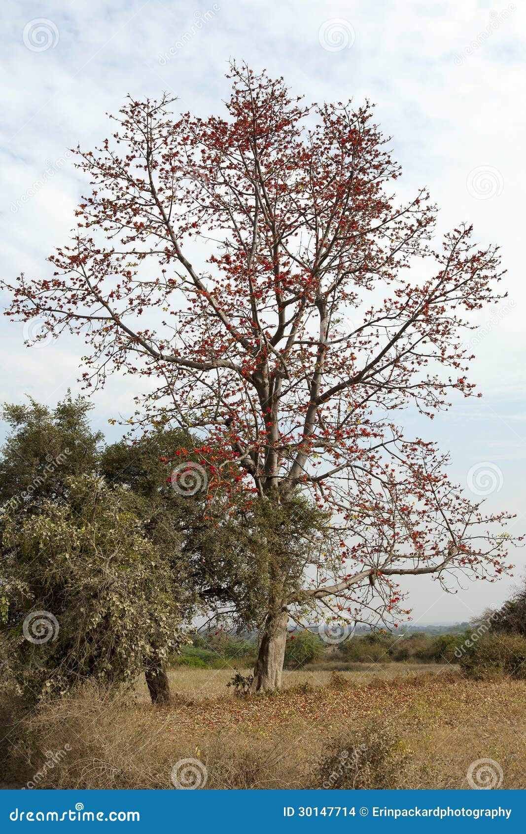 Red Coral Tree in Bloom stock photo. Image of tall, tree - 30147714