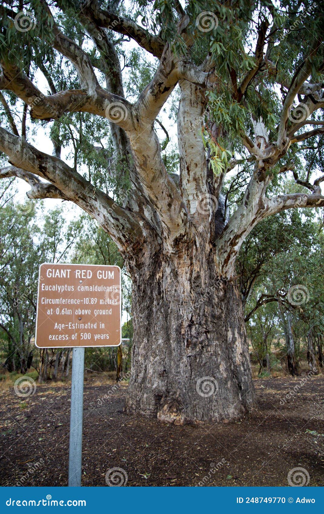 Giant Red Gum Tree stock photo. Image of tree, australia - 248749770
