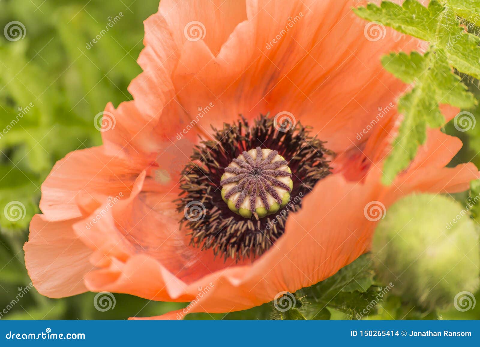 Giant Red Poppy on a Green Background Stock Photo - Image of natural ...