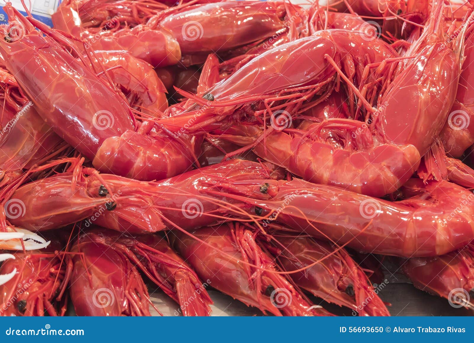 Giant Red Prawns (Aristaeopsis Edwardsian) Stock Photo - Image of ...