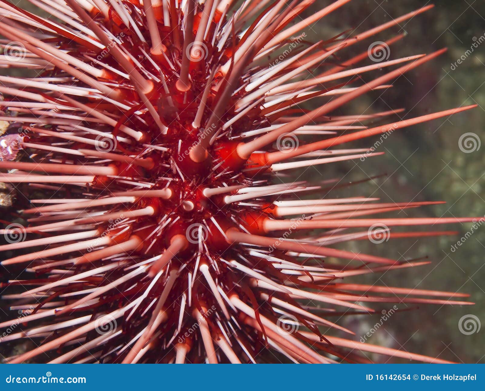 Giant Red Sea Urchin Stock Photo | CartoonDealer.com #208716720