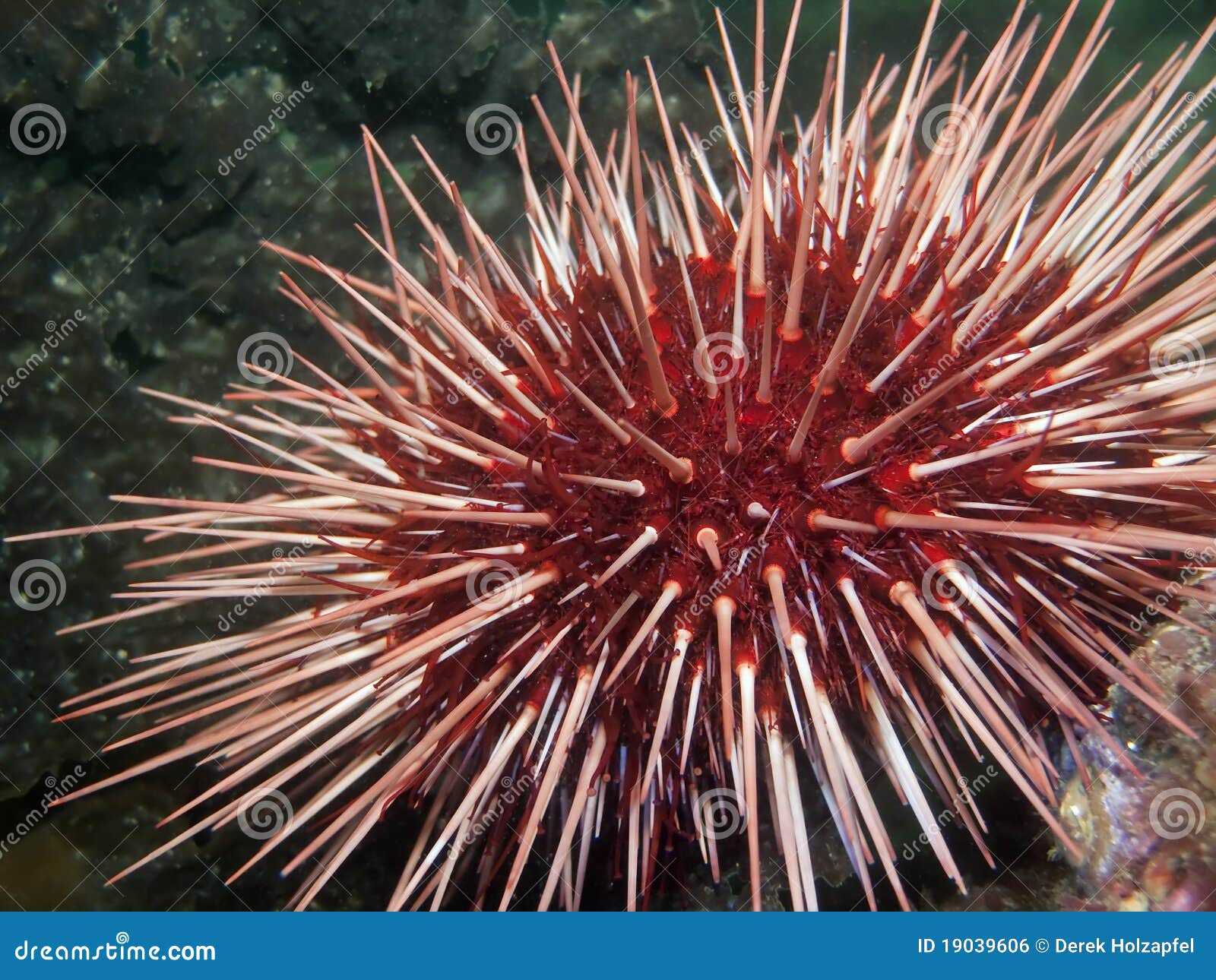 Giant Red Sea Urchin stock photo. Image of nature, british - 19039606