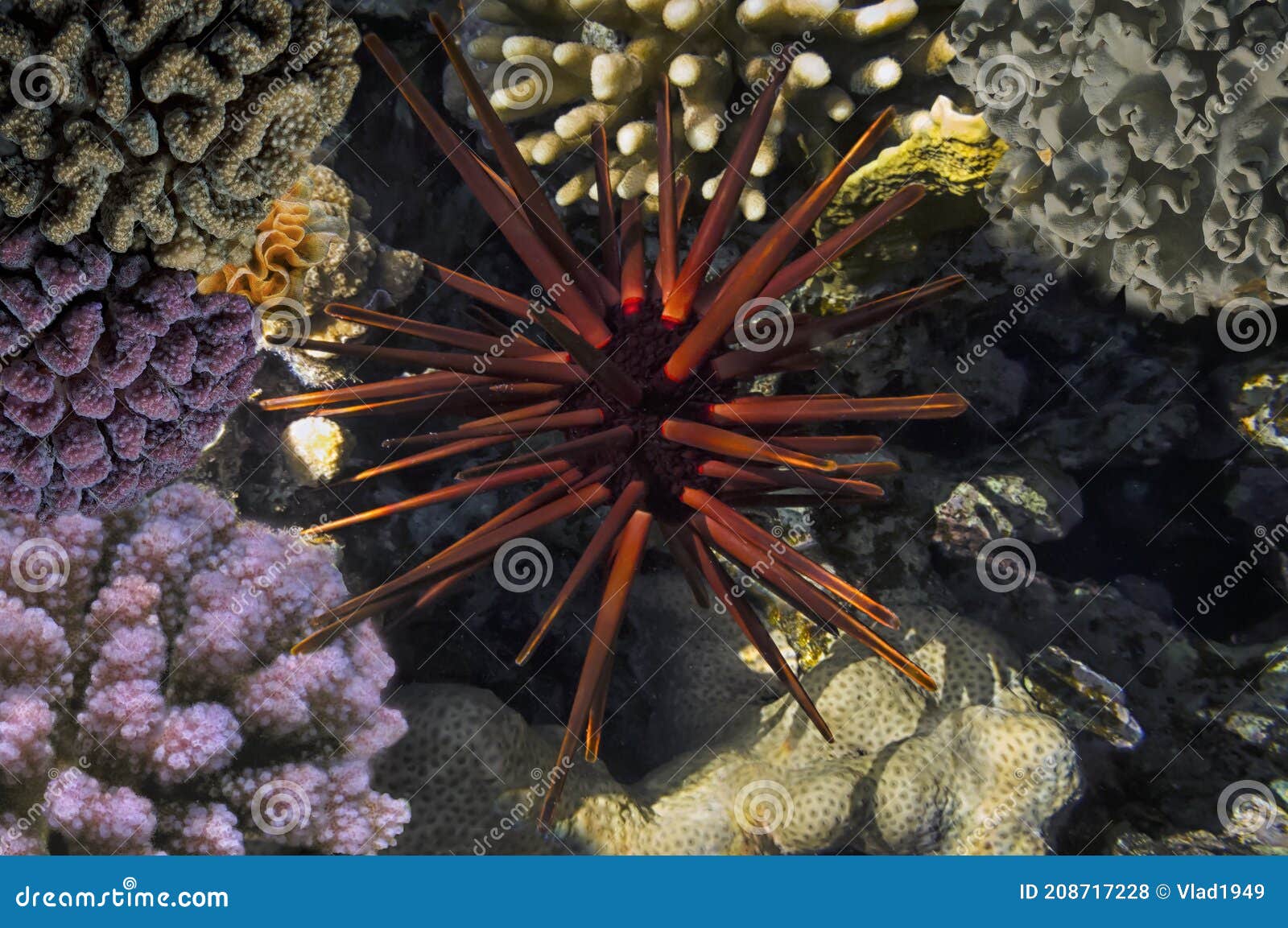 Giant Red Sea Urchin Stock Photo | CartoonDealer.com #208716720
