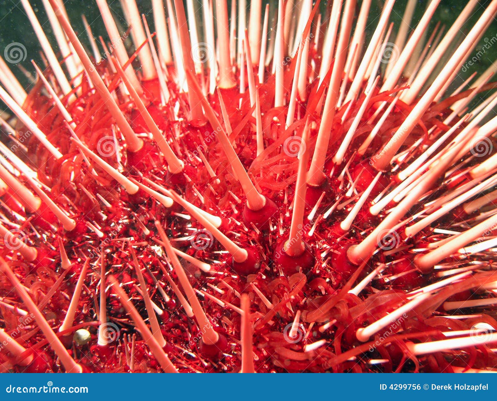 Giant Red Sea Urchin Royalty-Free Stock Image | CartoonDealer.com ...