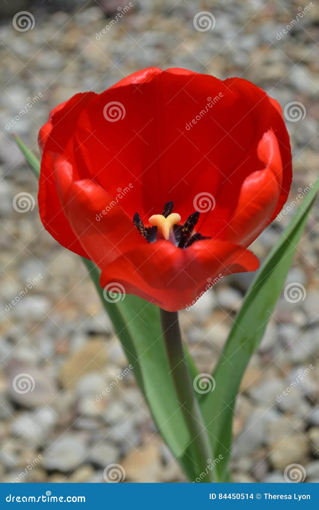 Giant Red Tulip View from Above Stock Photo - Image of stem, grow: 84450514