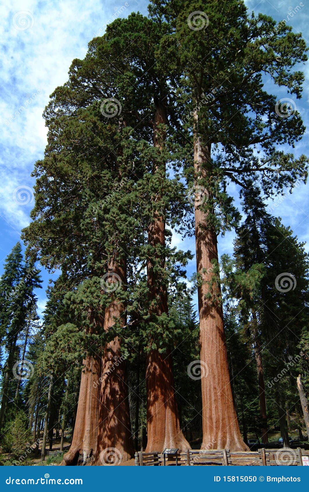 Giant Red Wood Trees stock photo. Image of majestic, nature - 15815050