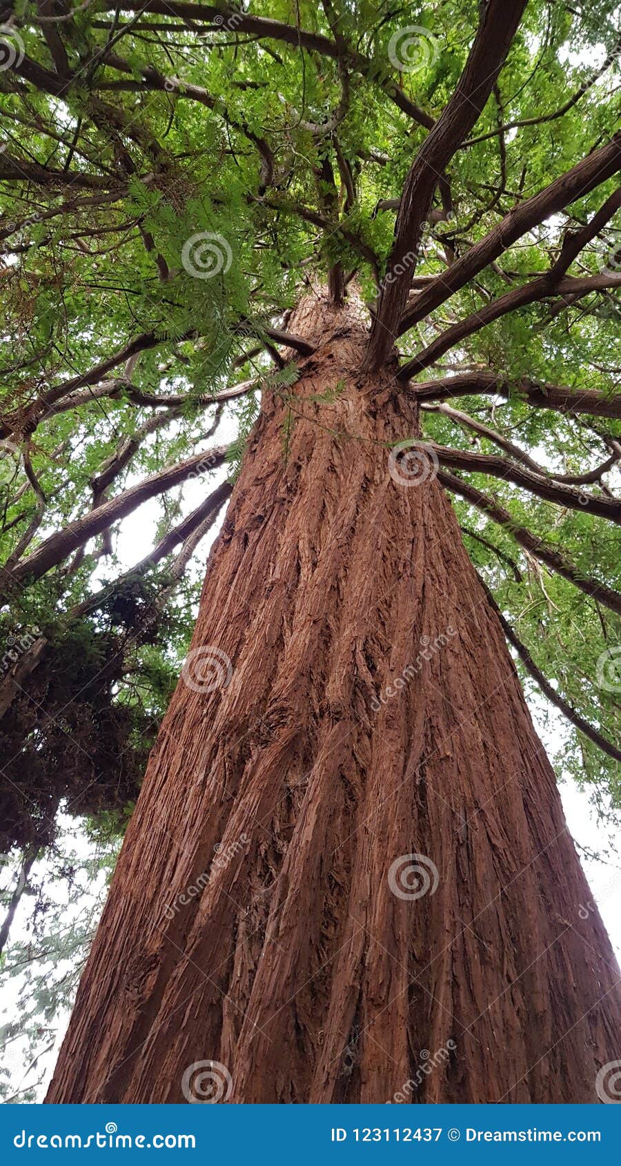 The Giant Red Wood stock image. Image of giant, distinct - 123112437