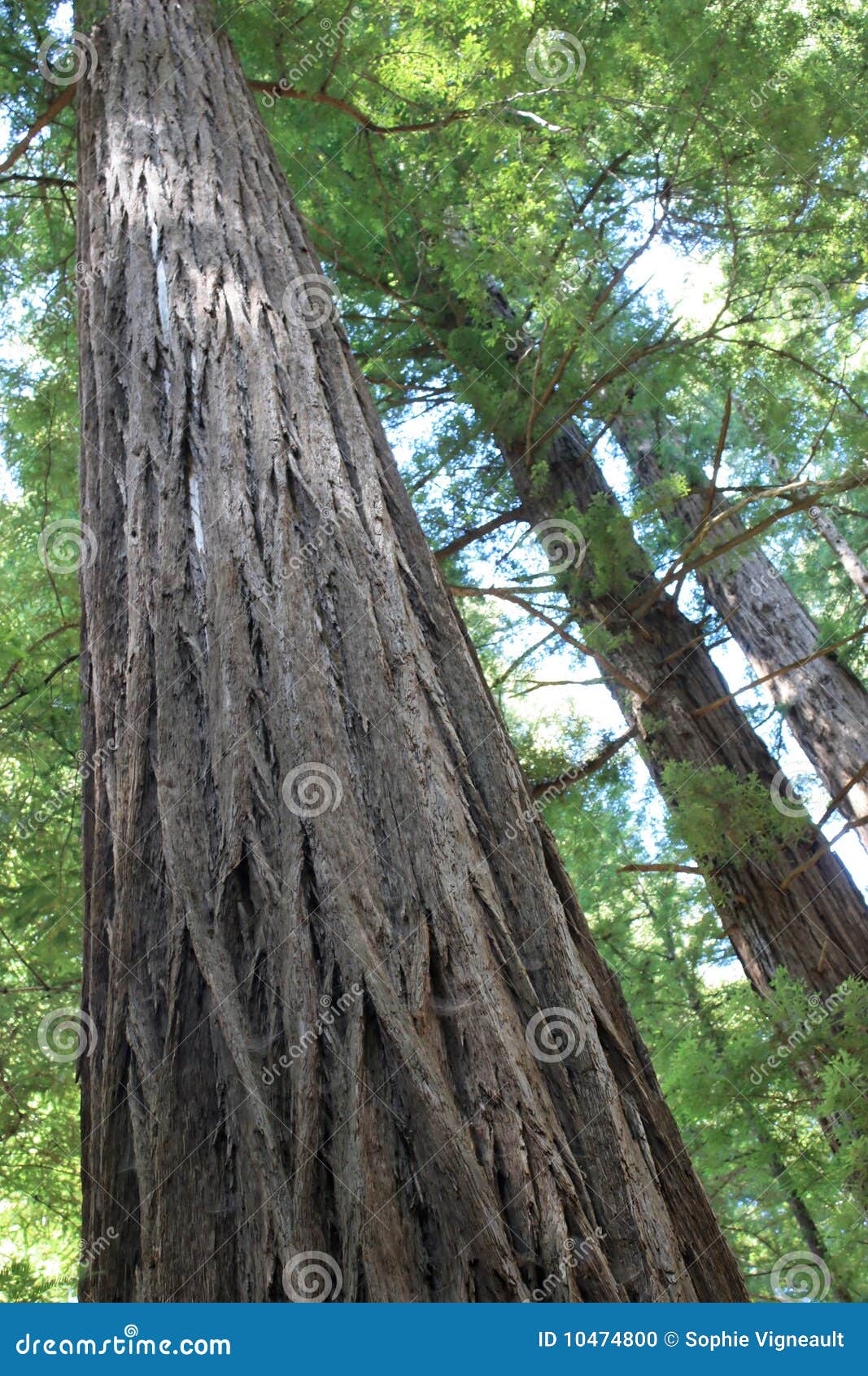 Giant redwood tree stock photo. Image of trip, outdoors - 10474800