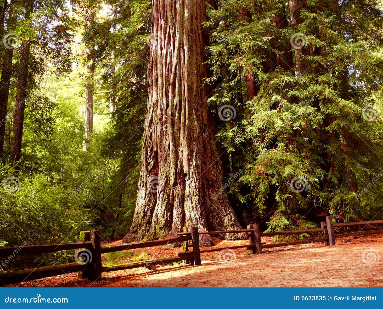 Giant Redwood tree stock image. Image of sequoia, state - 6673835