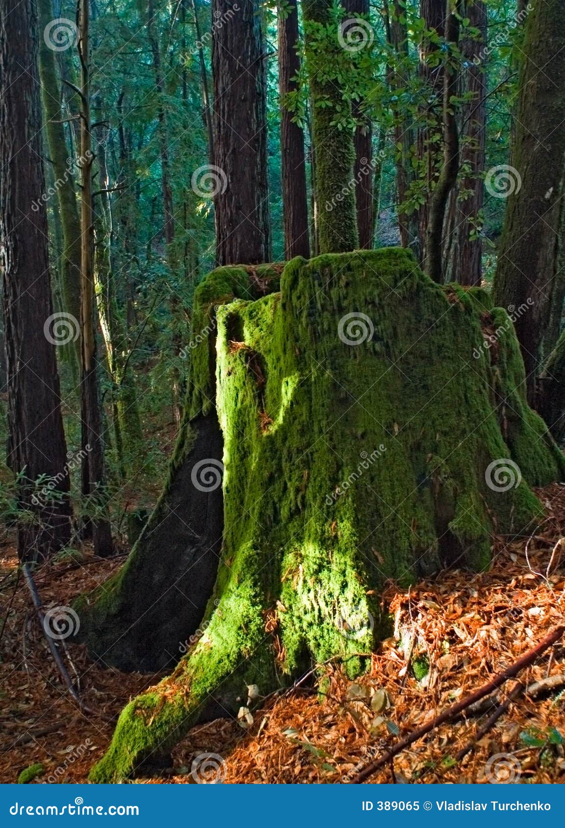 Giant Redwood Tree Moss Covered Stomp Stock Image - Image of natural ...