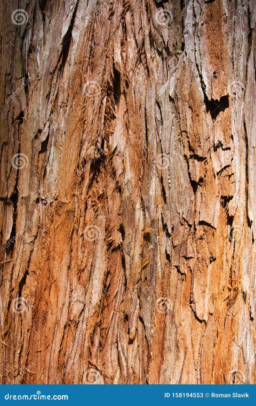 Giant Redwood Tree Texture, Background Stock Image - Image of outdoor ...
