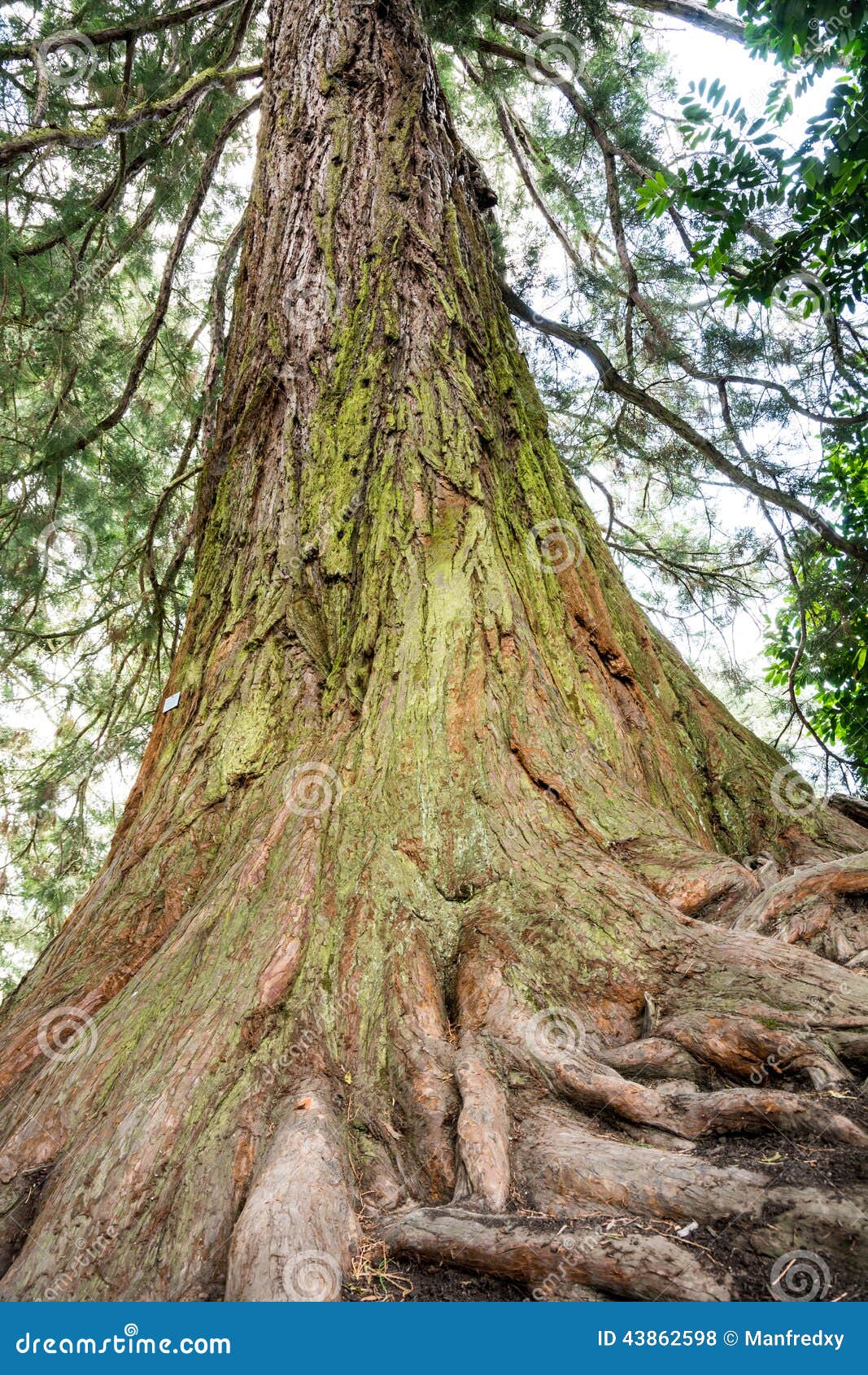 Giant Redwood Tree Stock Photo | CartoonDealer.com #43862598