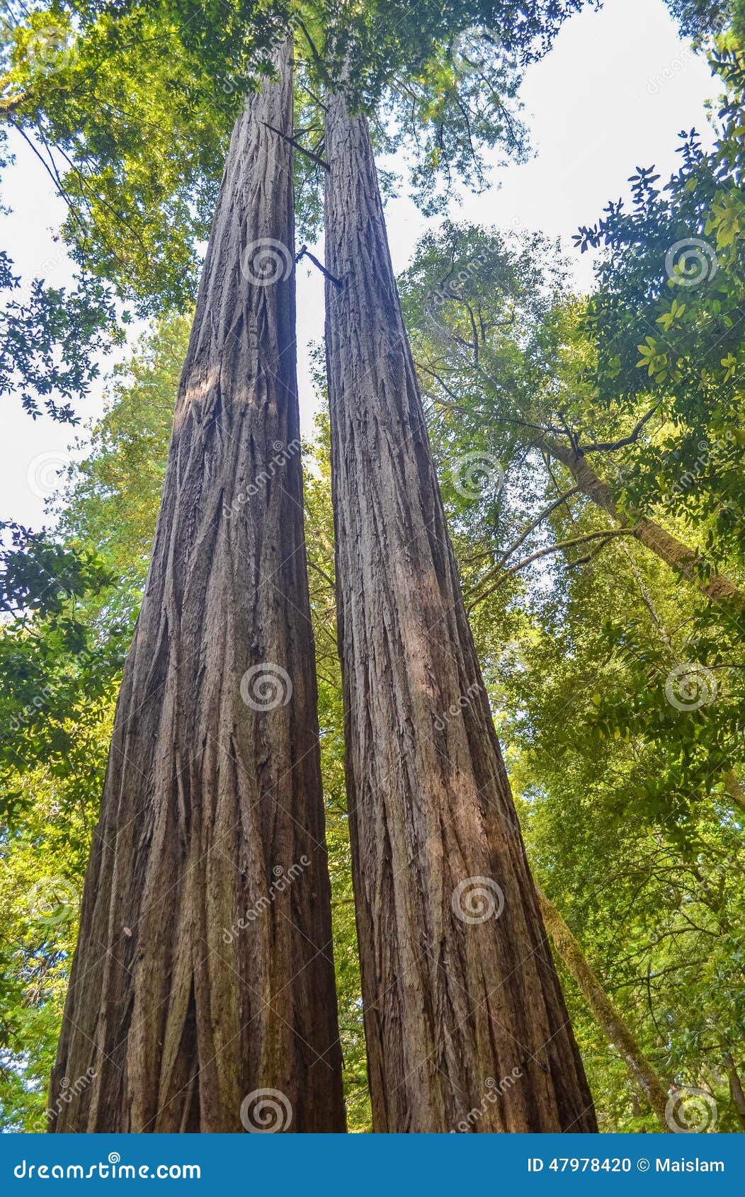 Giant Redwood Trees stock photo. Image of beautiful, field - 47978420