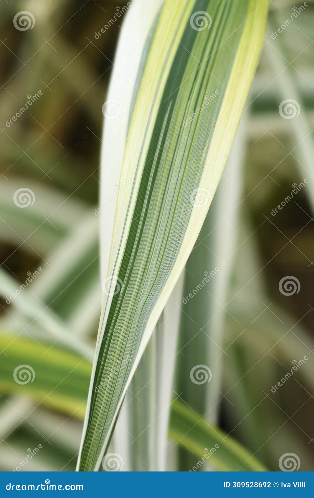 Giant reed Ely stock photo. Image of botany, nature - 309528692