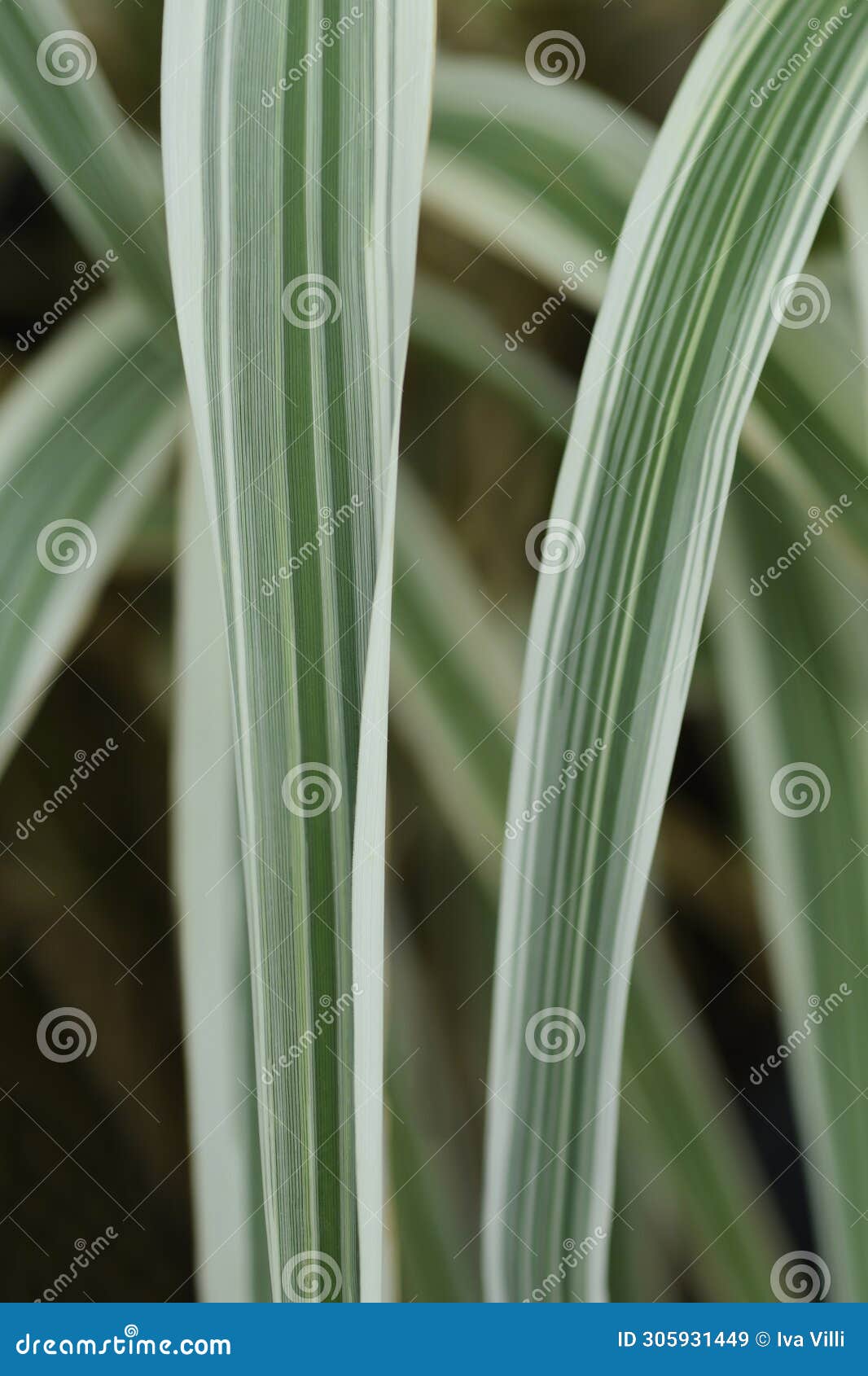 Giant reed Ely stock image. Image of leaf, grass, variegata - 305931449