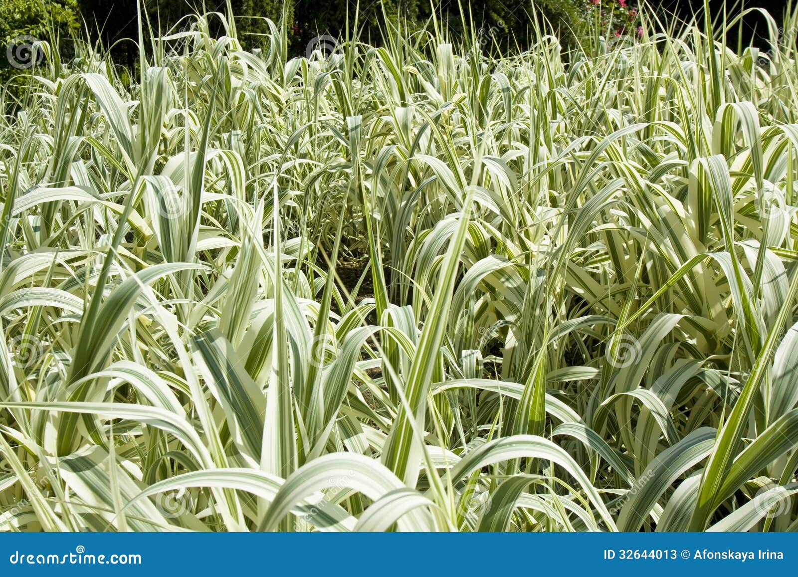 Giant reed grass stock image. Image of exotic, southern - 32644013