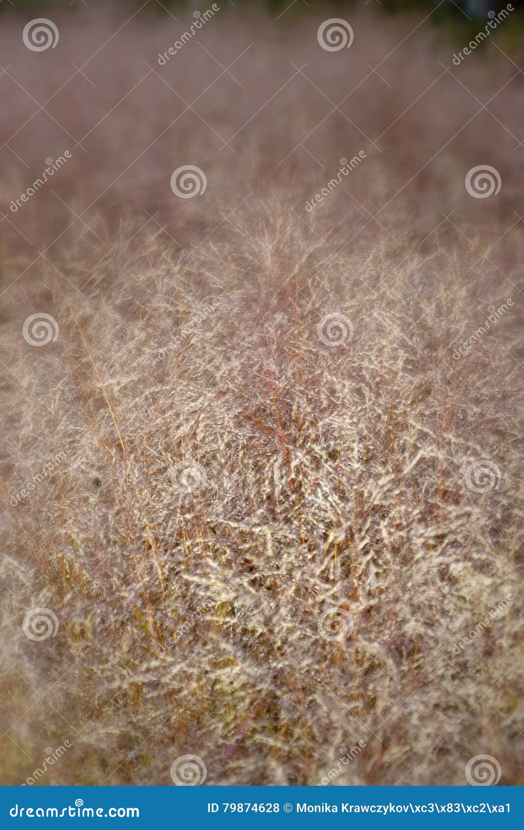 Giant Reed Or Arundo Donax Tall Perennial Cane Densely Growing Plants ...