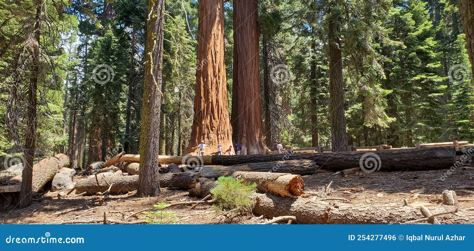 Giant Reed Wood Sequoia Trees Stock Photo - Image of giant, tree: 254277496