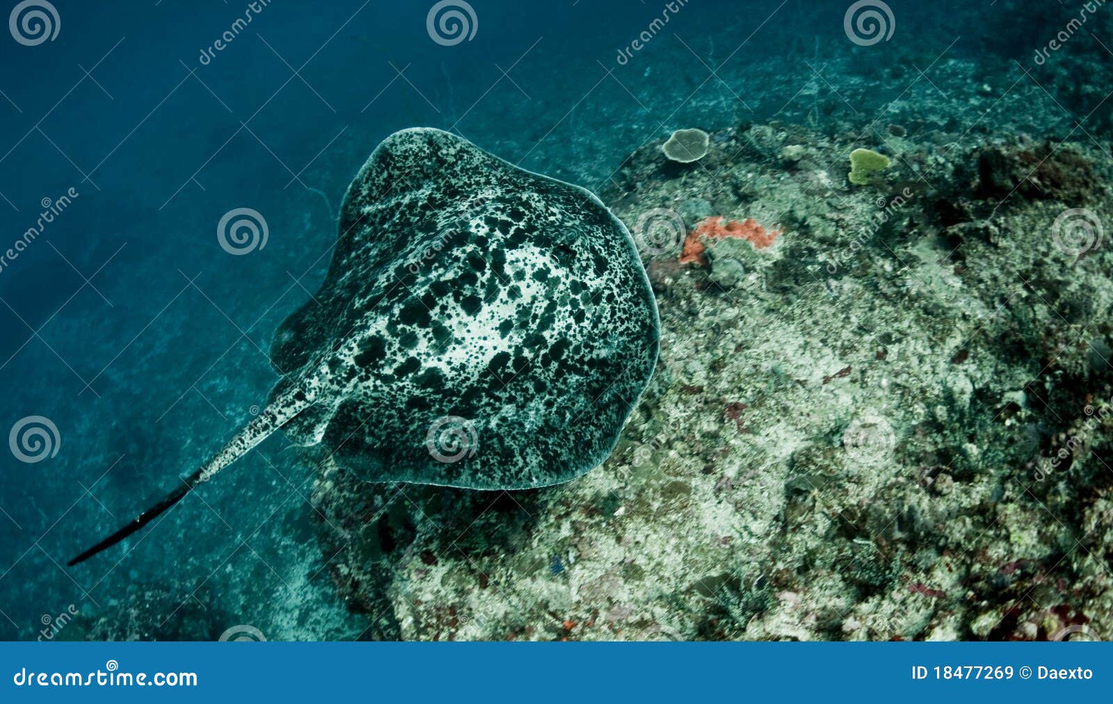 Giant Reef Ray Swimming Over Reef Stock Image - Image of reef ...