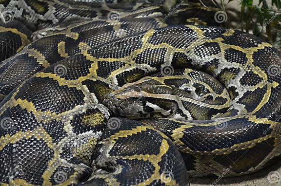 Giant Reticulated Python (Broghammerus Reticulatus Stock Photo - Image ...