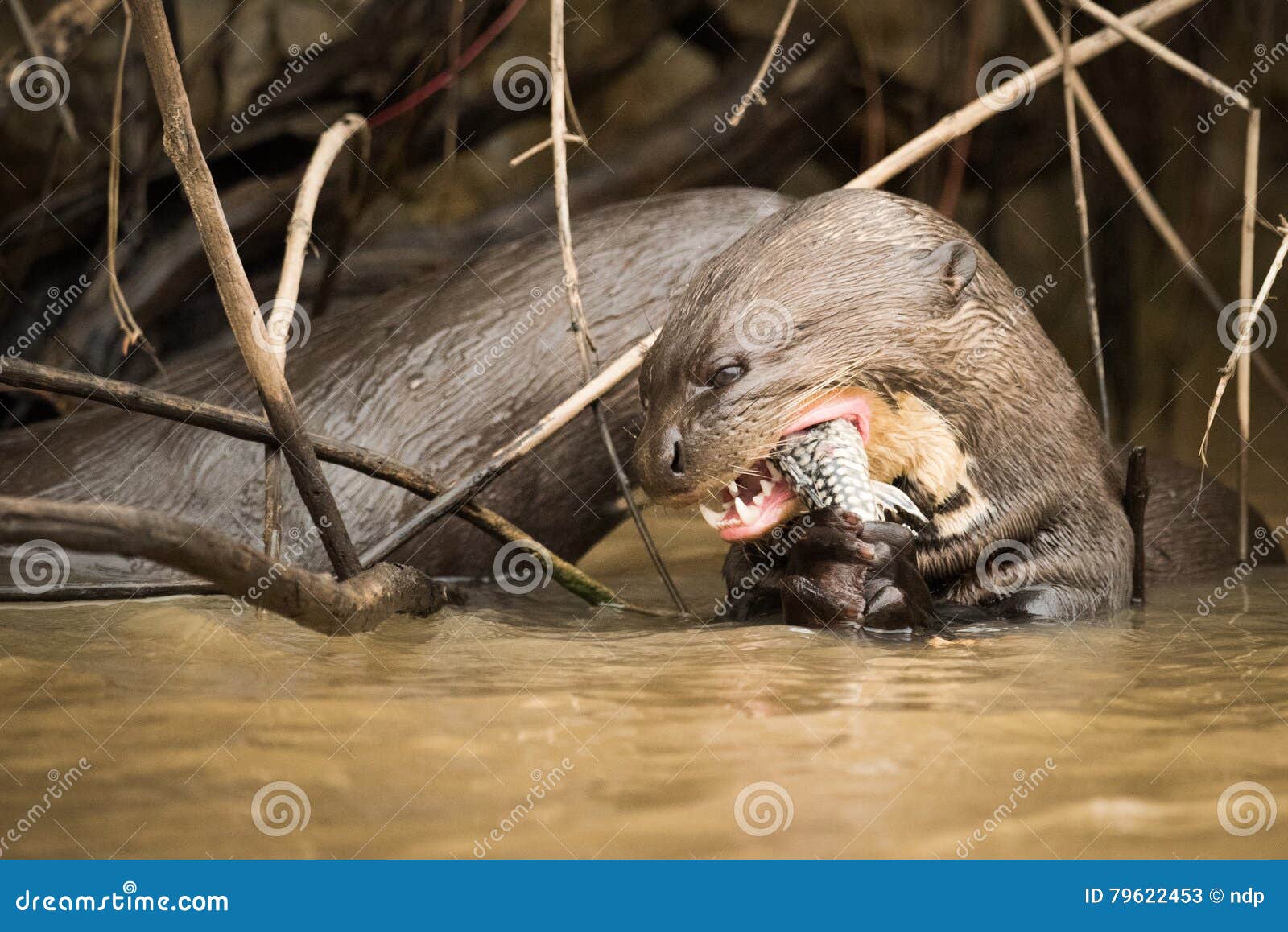 Giant River Otter Eating Fish in Reeds Stock Image - Image of pteronura ...