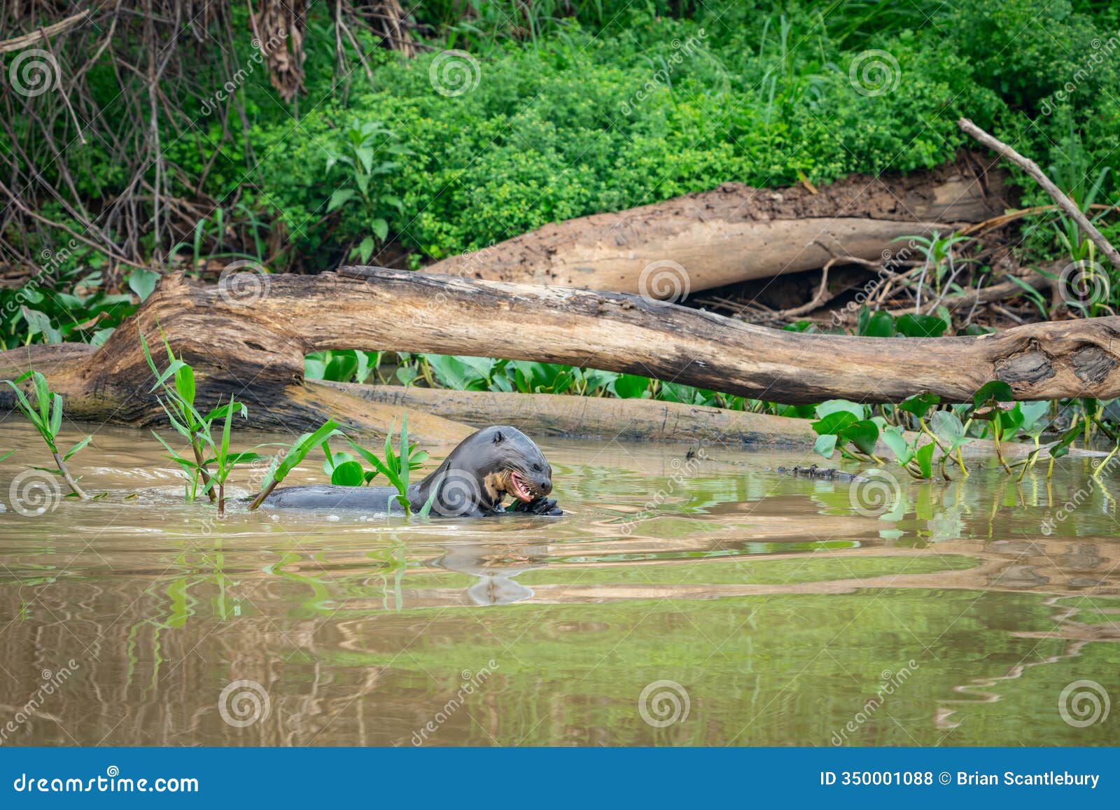 Giant River Otter Munching on Eel Held in Front Webbed Feet in the ...