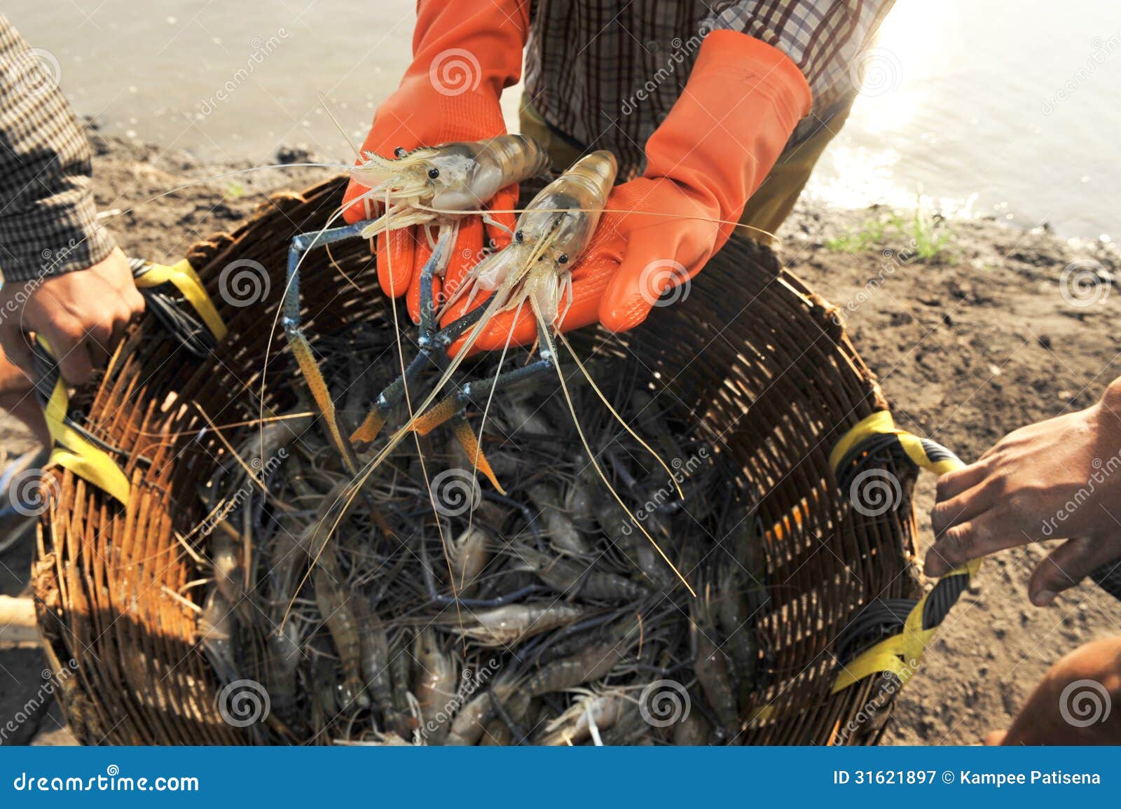 Giant River Prawn (Macrobrachium Rosenbergii) Stock Image - Image of ...