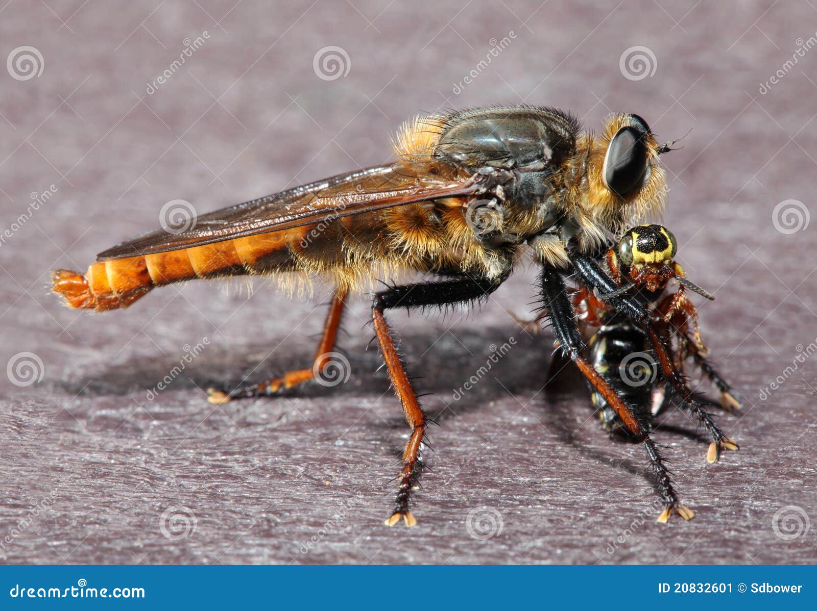 Giant Robber Fly with Bee Prey Stock Image - Image of giant, macro ...