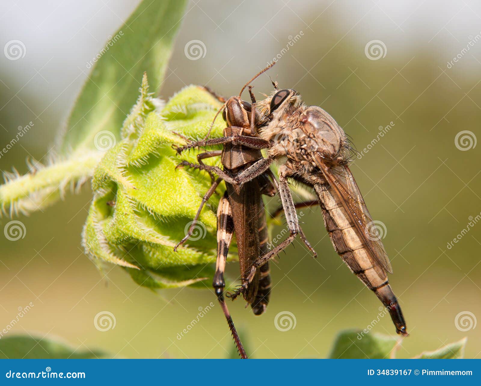 Giant Robber Fly