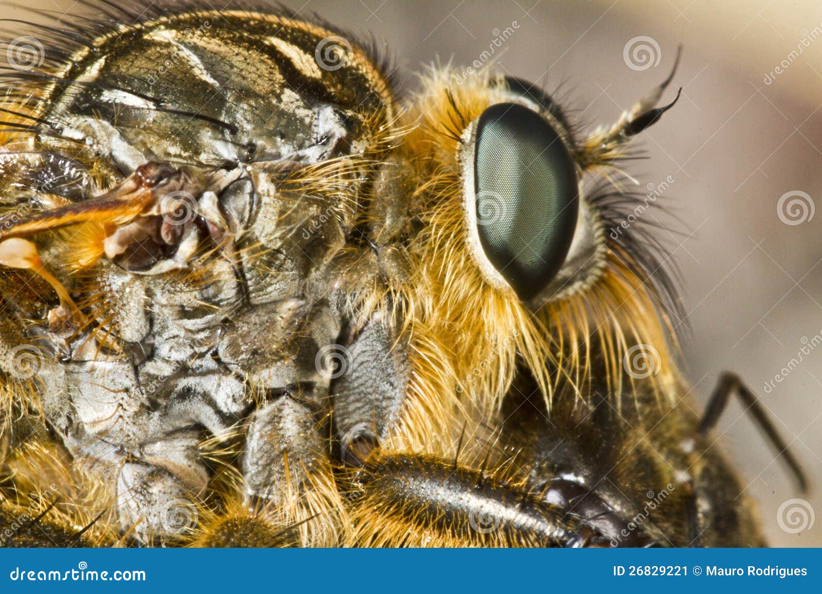 Giant Robber Fly (proctacanthus Rodecki) Stock Image - Image of robber ...