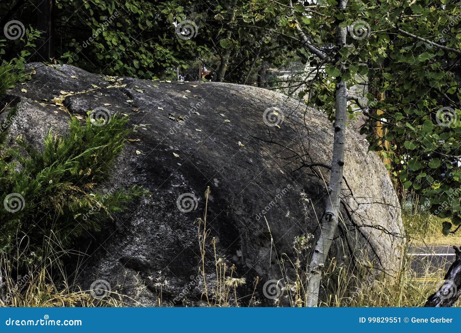 Giant Rock stock image. Image of landscape, woods, forest - 99829551