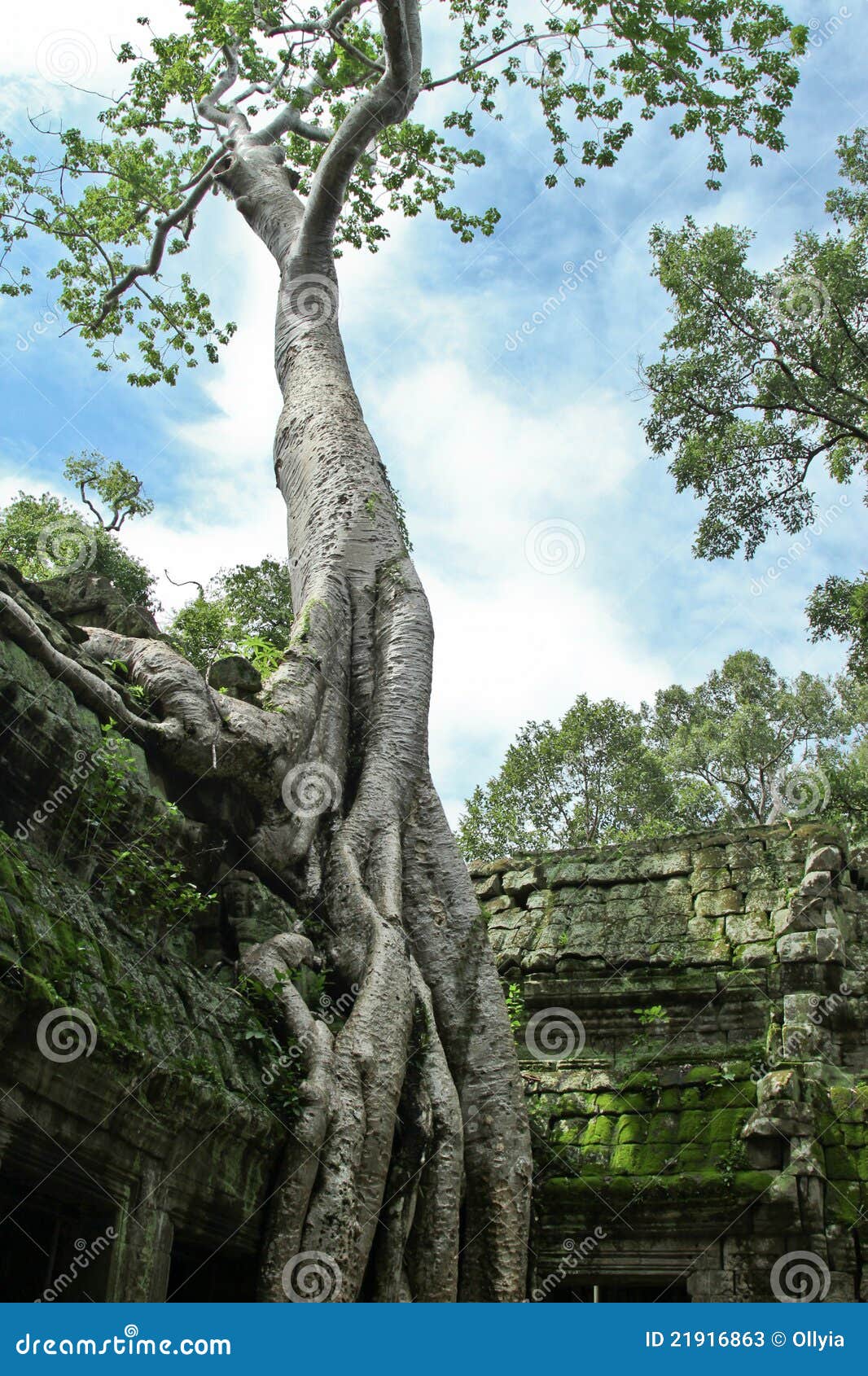 Giant Roots Of A Tree Growing Over A Forgotten Temple. Stock Photo ...