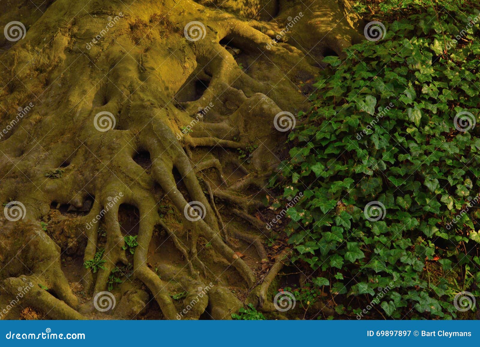 Giant Roots Of A Tree Growing Over A Forgotten Temple. Stock Photo ...