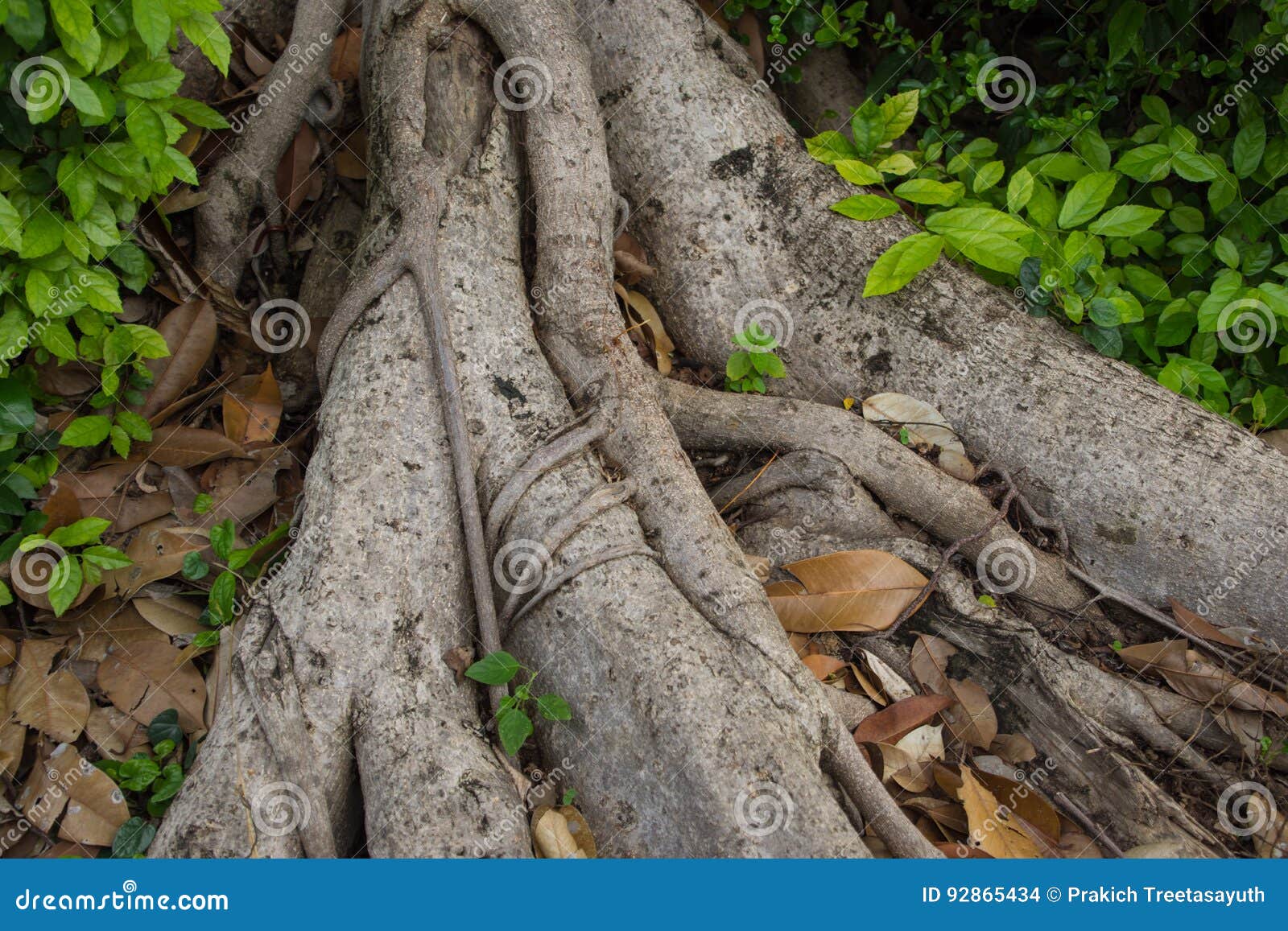 Giant Roots Of A Tree Growing Over A Forgotten Temple. Stock Photo ...