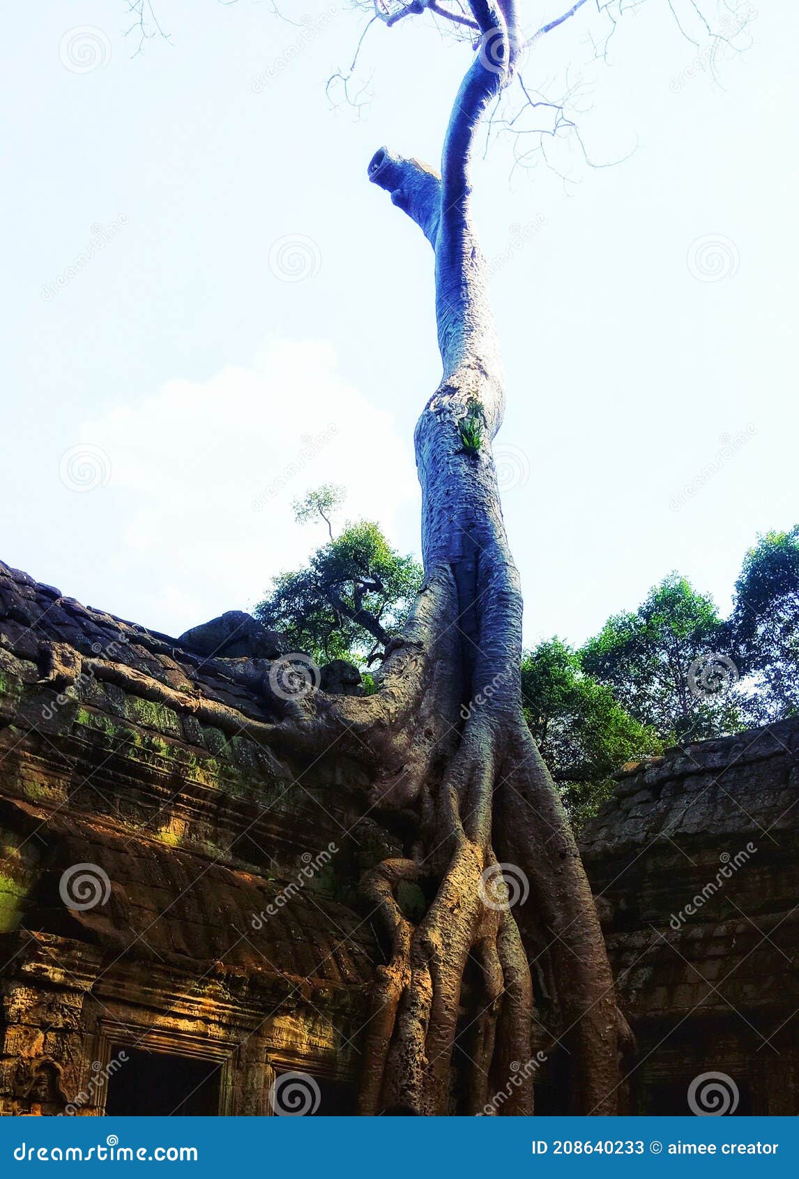 Giant Roots Of A Tree Growing Over A Forgotten Temple. Stock Photo ...