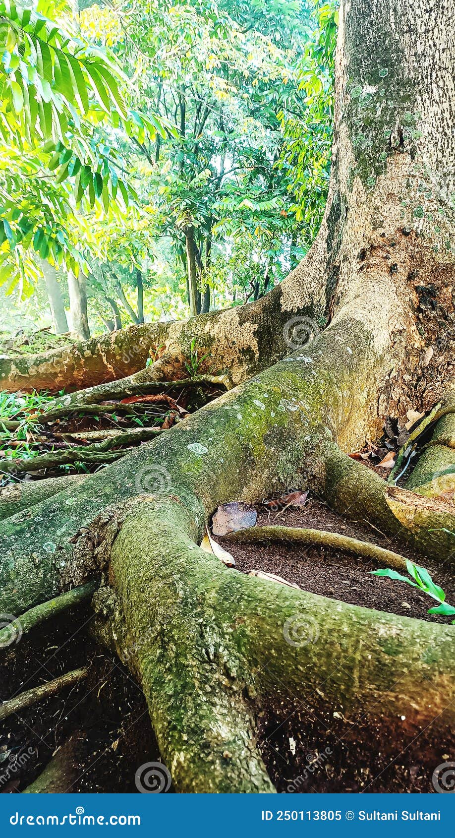 The Giant Roots of a Tree Standing in a Garden Stock Image - Image of ...