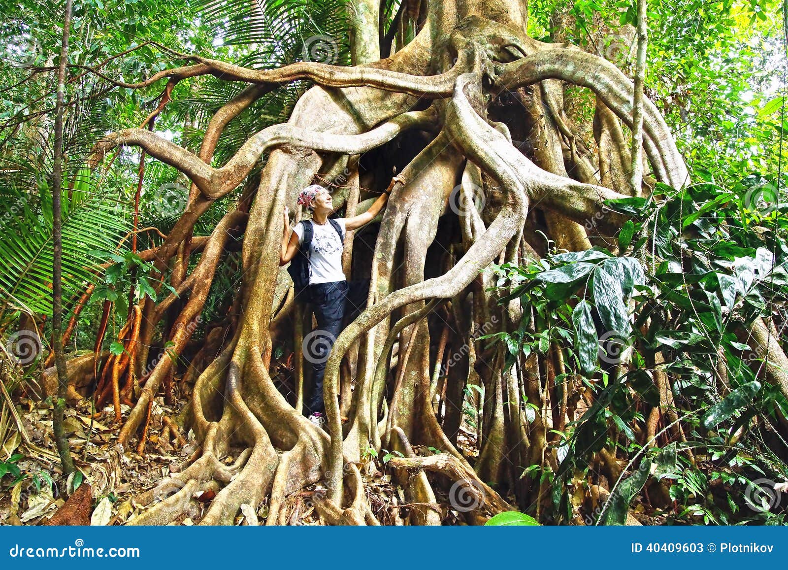 Giant Roots Of A Tropical Tree In The Jungle Royalty-Free Stock ...