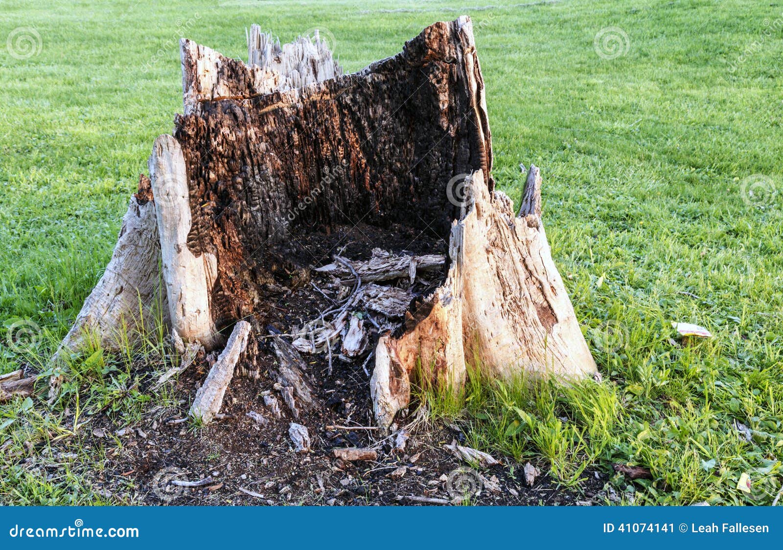 Giant Rotten Tree Stump Stock Photo - Image: 41074141